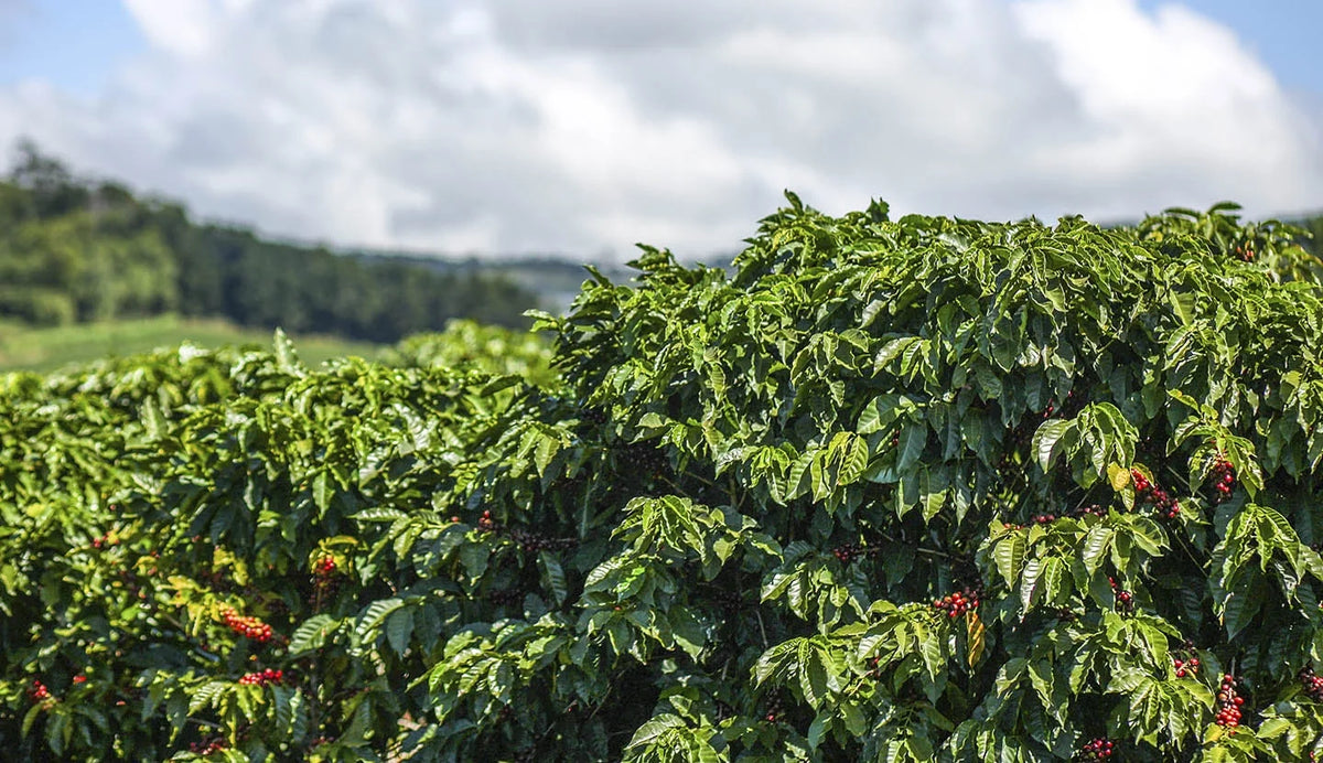 The Arabica Tree - The Best Coffee Source Nature Can Provide – WILLY Cafe